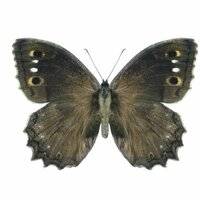 Иконка канала Fattua