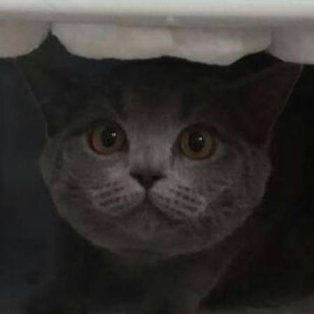 Иконка канала Кот Матвей