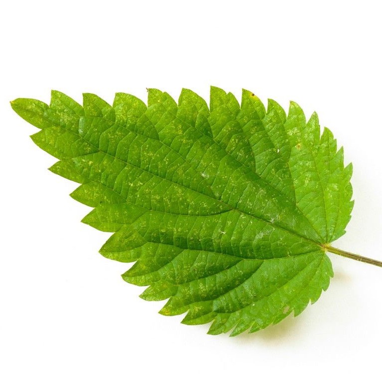 Иконка канала Крапивна Лайф (KrapivnaLife)