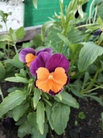 Иконка канала Анастасия