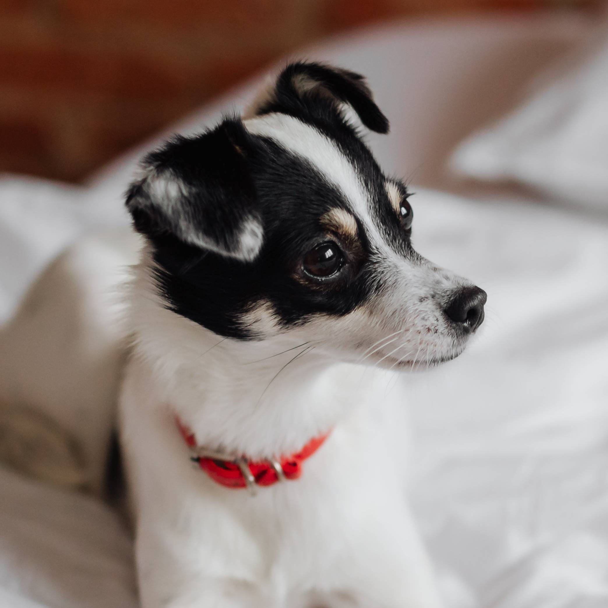 Иконка канала animals