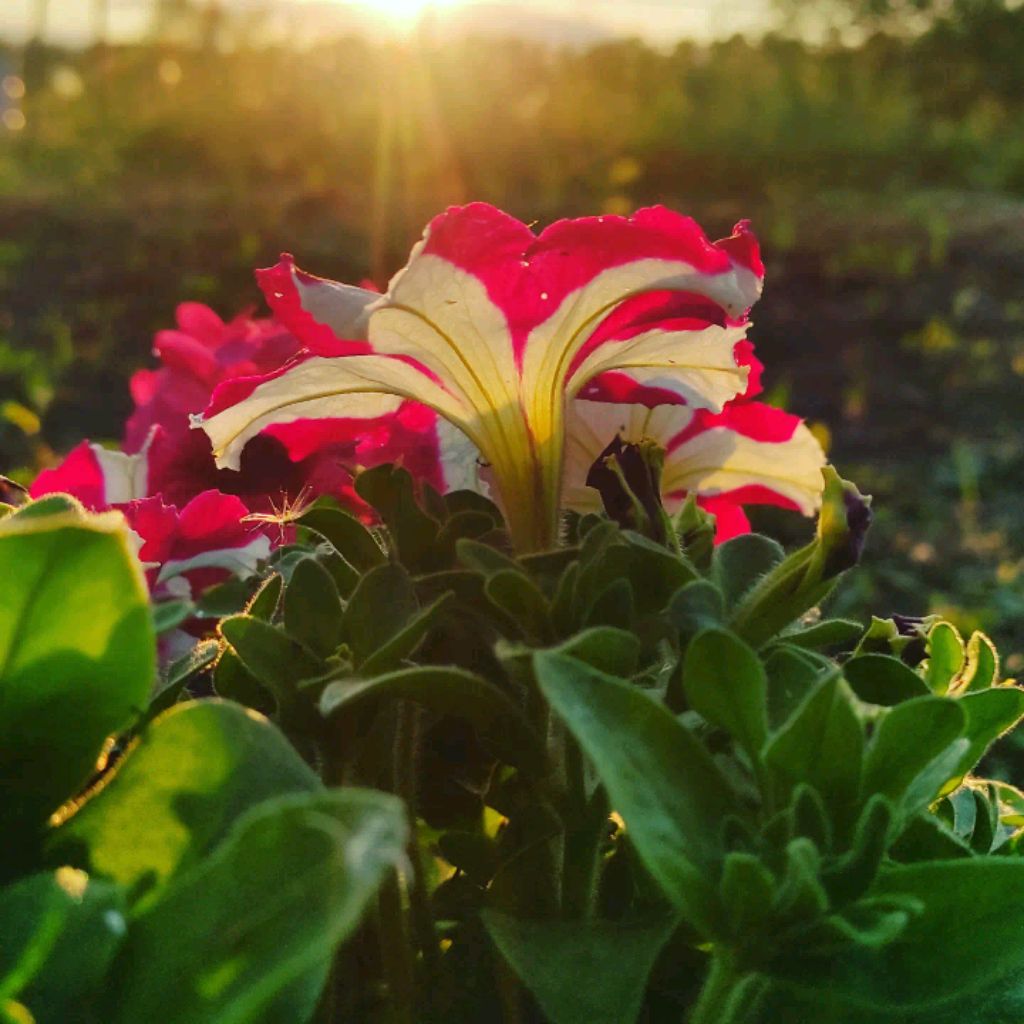 Иконка канала Татьянин сад и огород