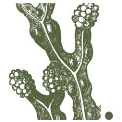 Иконка канала NOLLA