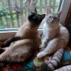 Иконка канала Жизнь котов