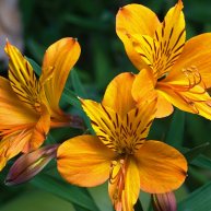 Иконка канала LeMerita cosmetics