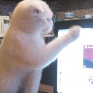 Иконка канала Кошачий дом