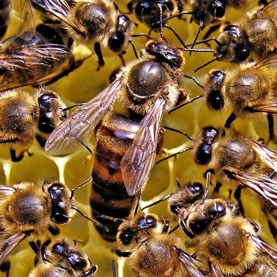 Иконка канала Нижегородское пчеловодство