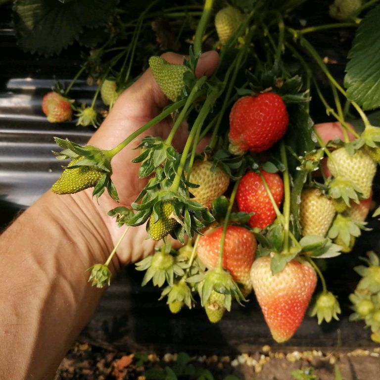 Иконка канала Агроном клубничник