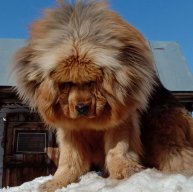 Иконка канала Тибетский мастиф наша большая семья