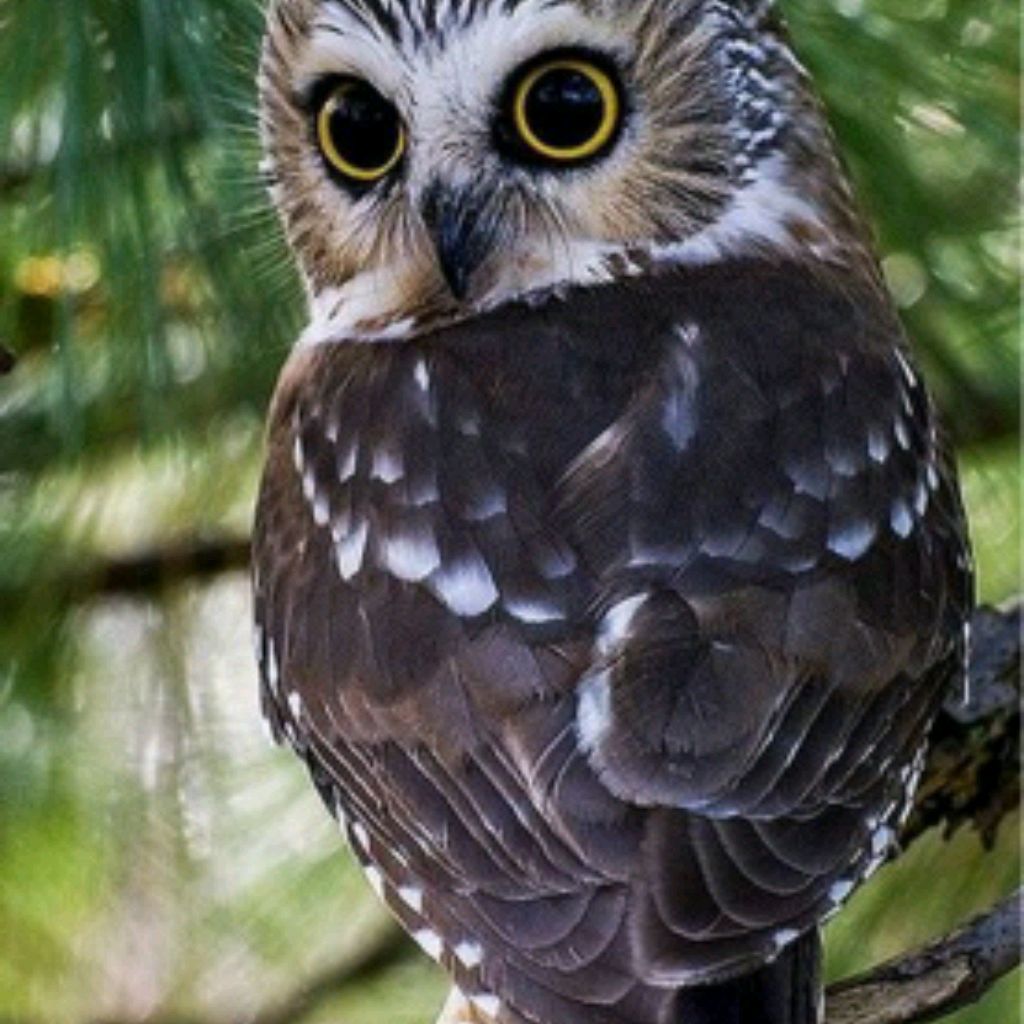 Иконка канала anastasiyavet