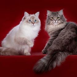 Иконка канала Питомник сибирских кошек «Из Цветочной Страны»