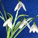 Иконка канала Video dnevnik