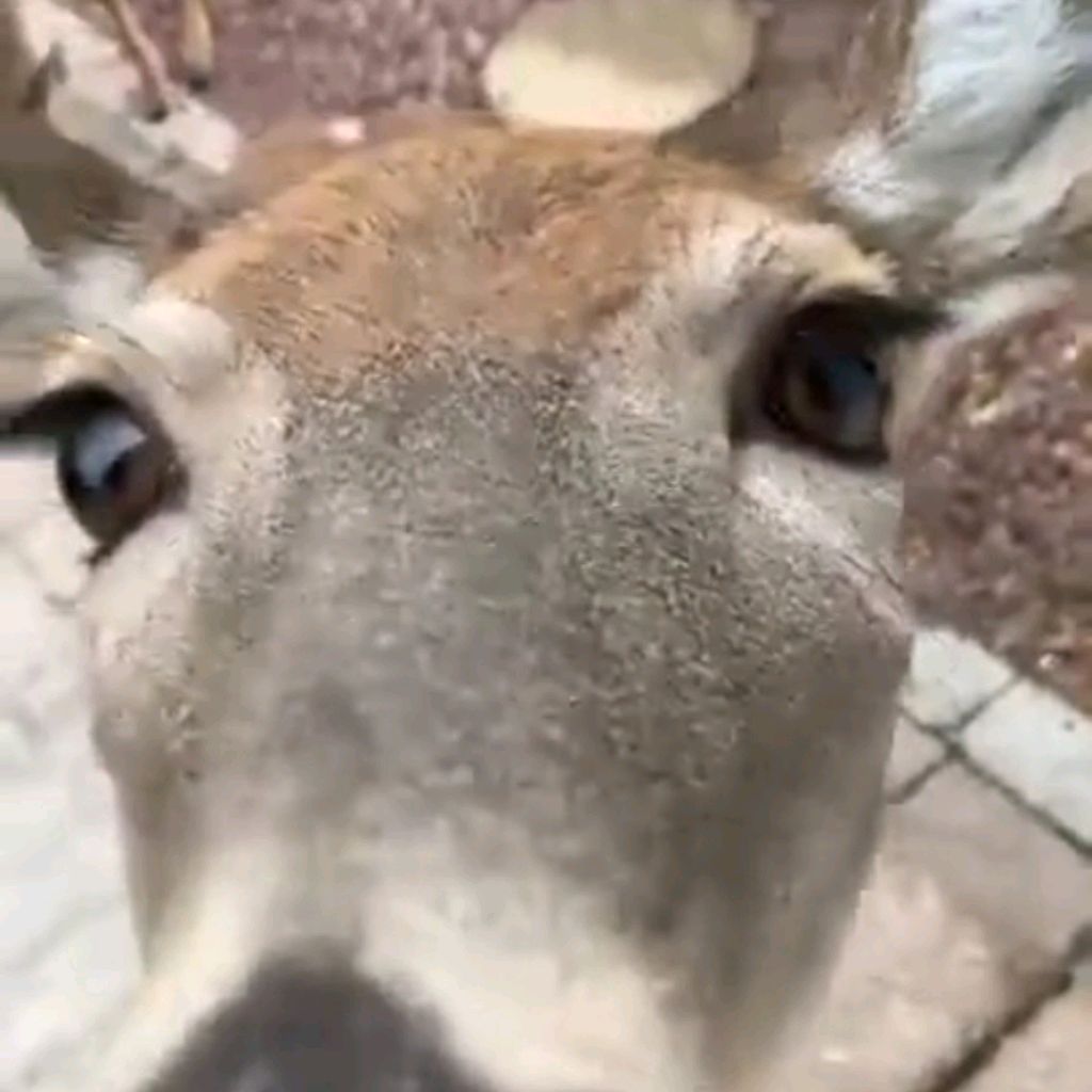 Иконка канала ankha one love