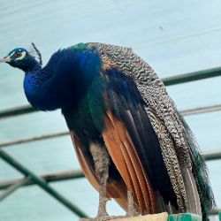 Иконка канала Бывший ТойотоВод