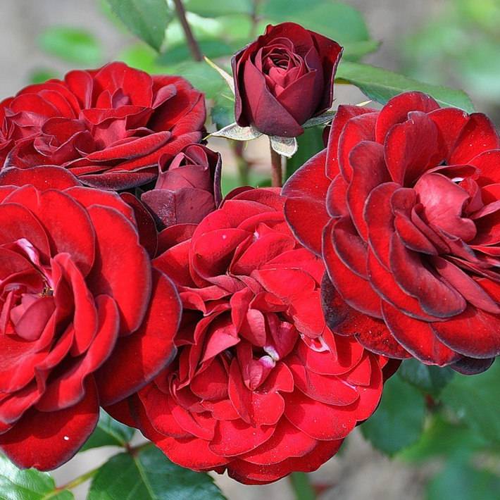 Иконка канала Ольга