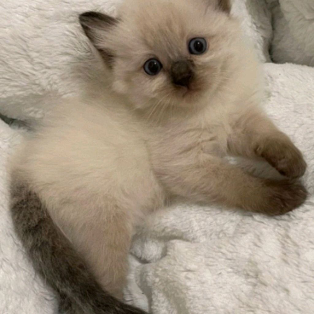 Иконка канала lovxssis