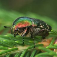 Иконка канала Anarchronon