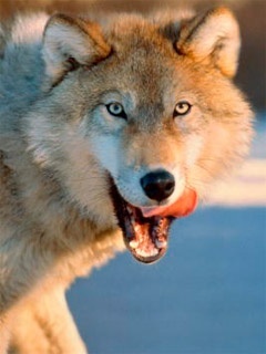 Иконка канала Wolf