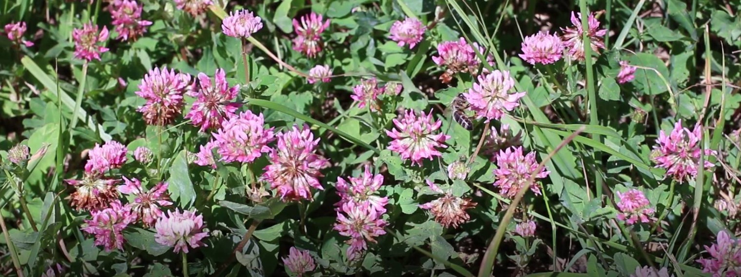 Цветочек.ру