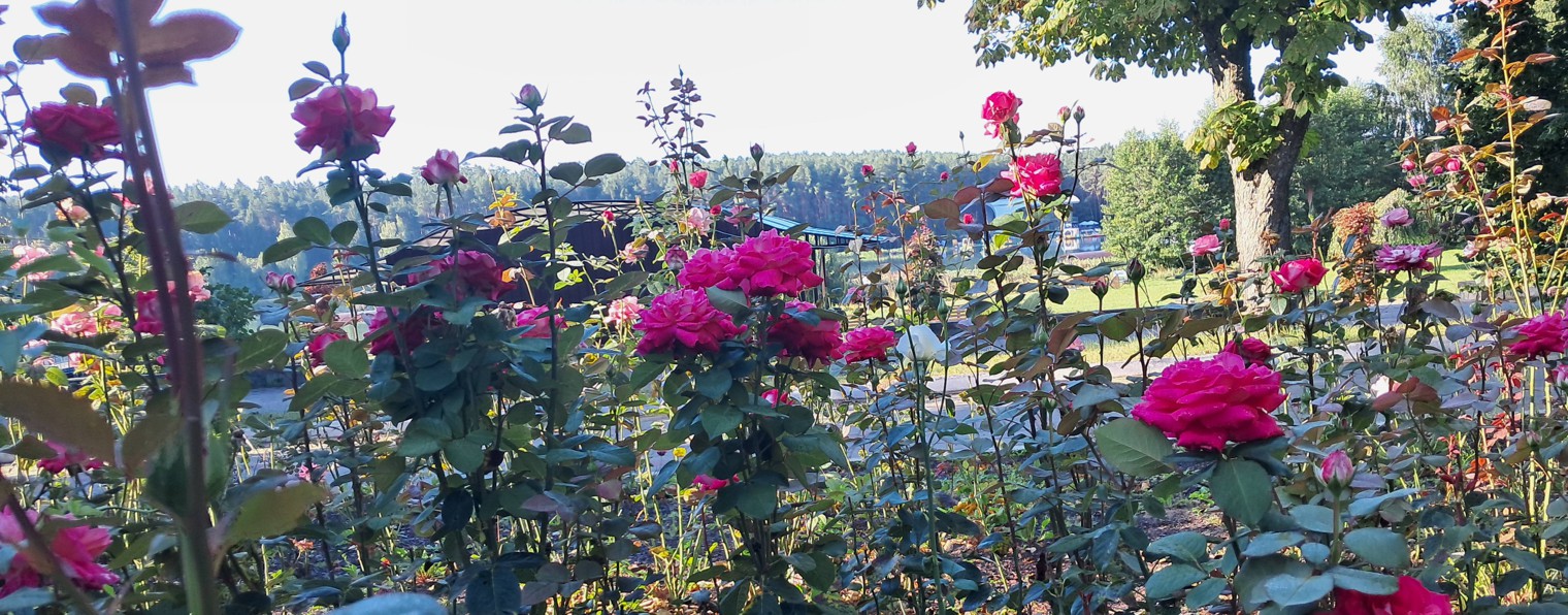 Люблю прогулки