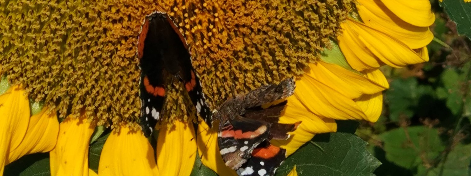 Петь и веселиться с Натальей М.-С.