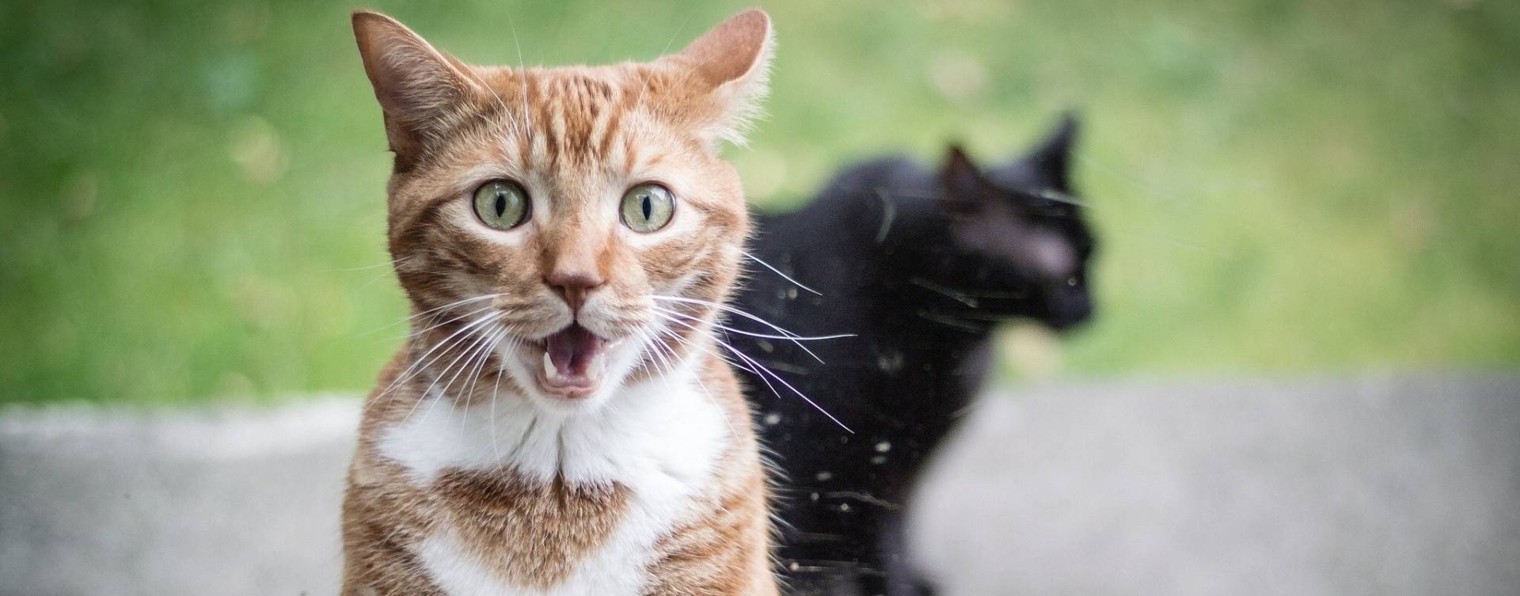 Что-то с Чем-то