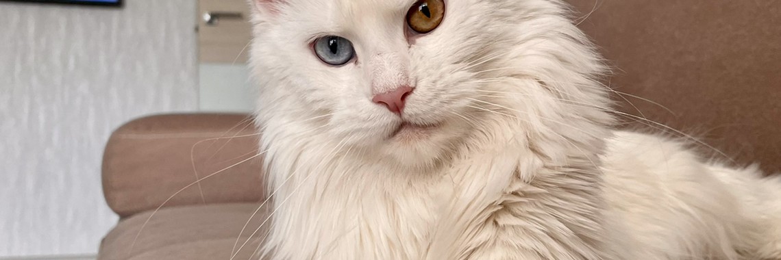 Александр Горохов