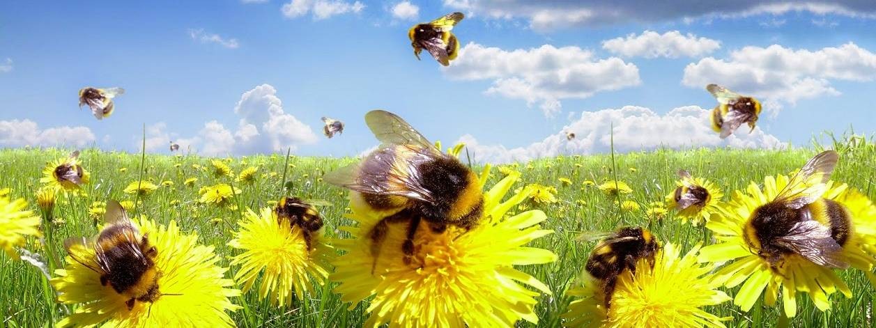 Пчелка-Honeybee