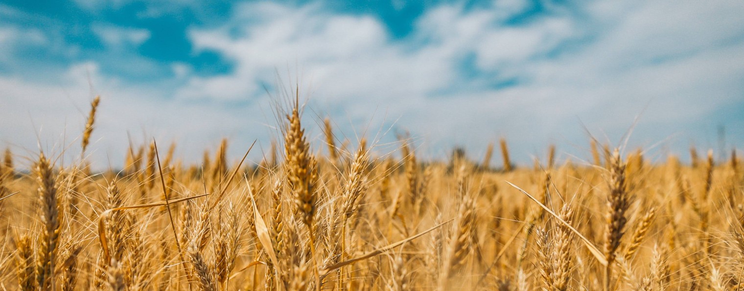 НЦЗ им. П.П. Лукьяненко