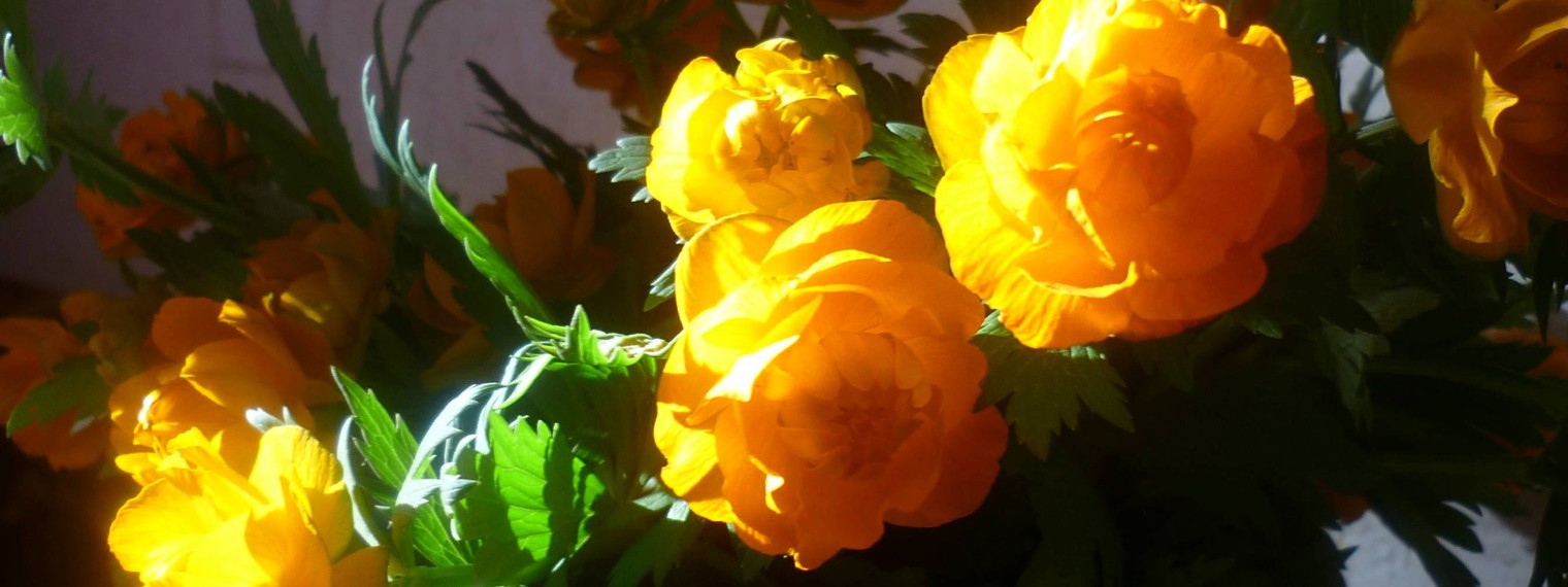 Сибирячка в Крыму