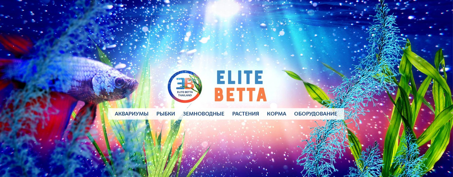 ELITE BETTA | Элитные петушки