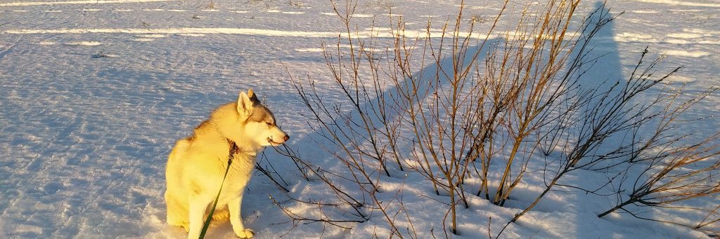 Крошечка Ховрошечка