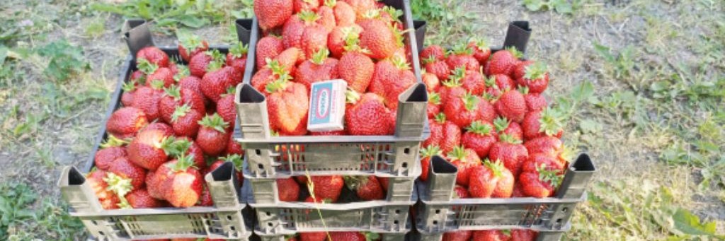 Живно Ягода