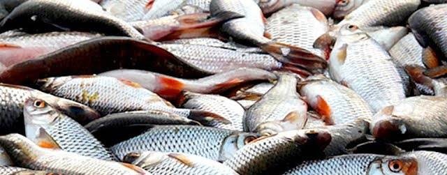 Фартовый рыболов