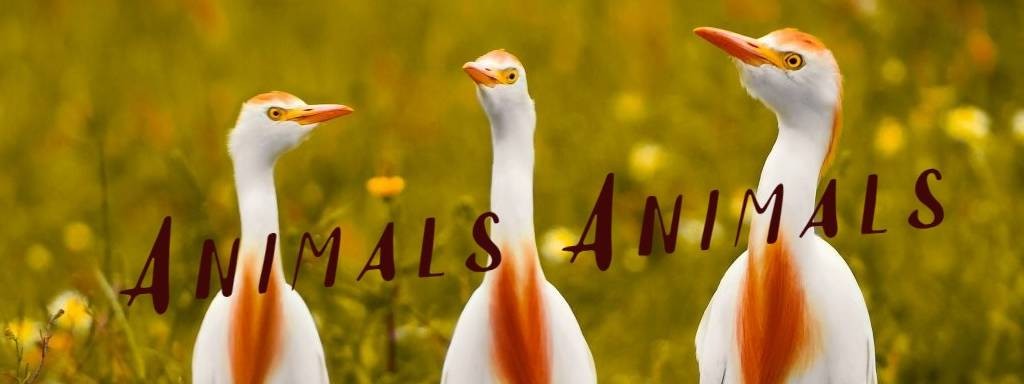 Animals Animals