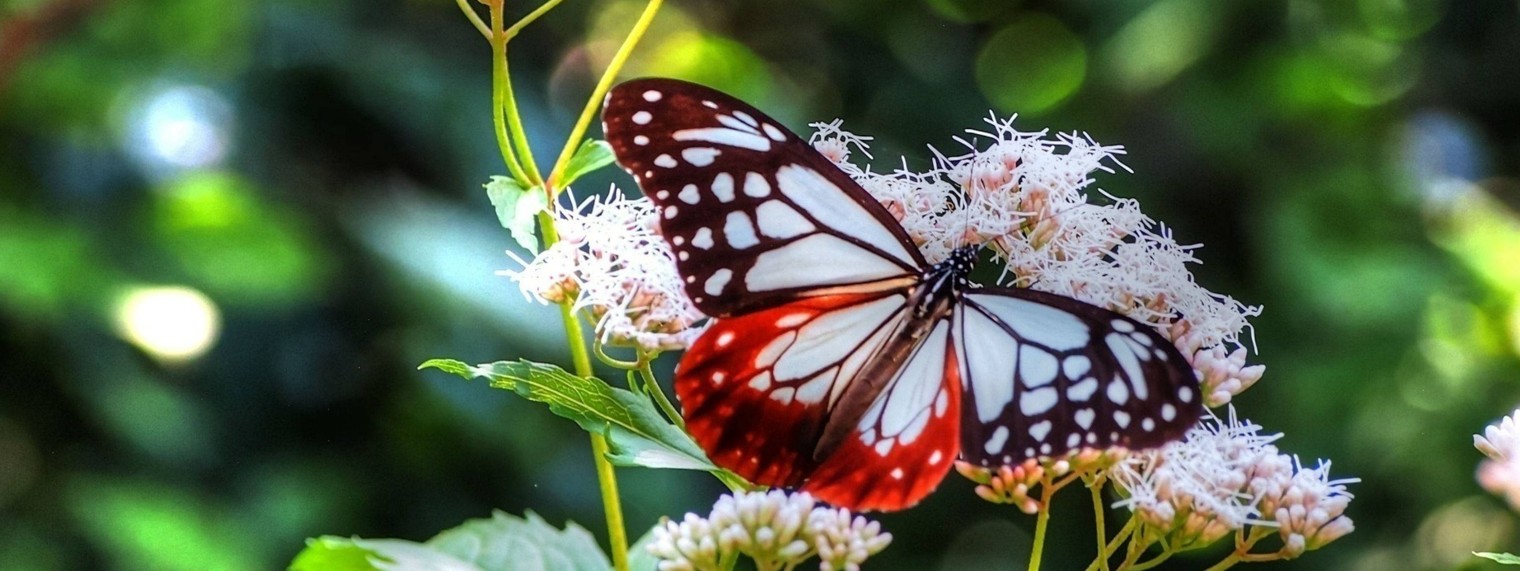 Татьяна ФлориАнТания