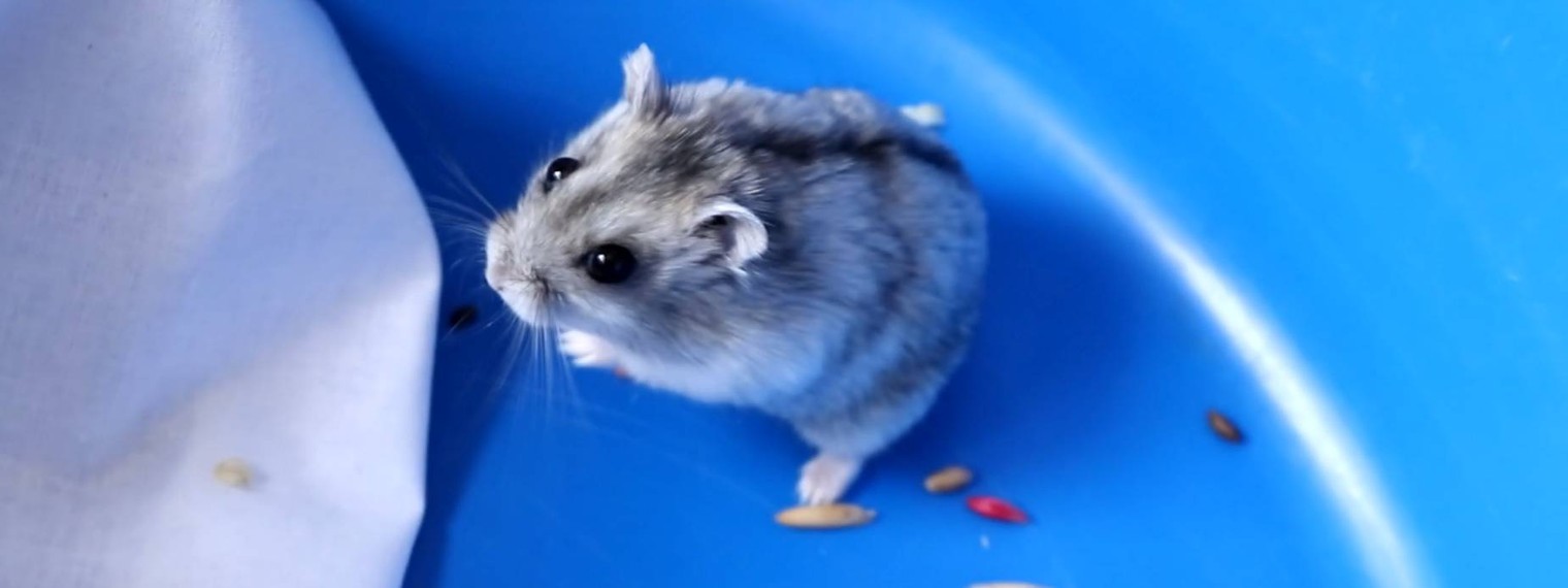 Веселые грызуны