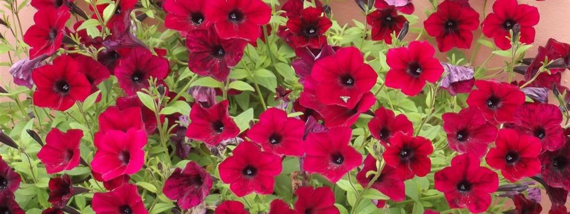 А у нас в Мамоне.