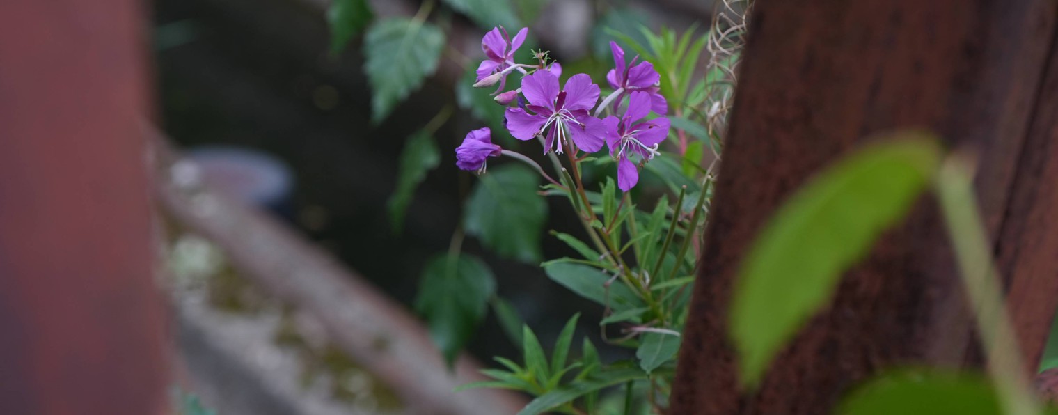 Холостяцкий блог