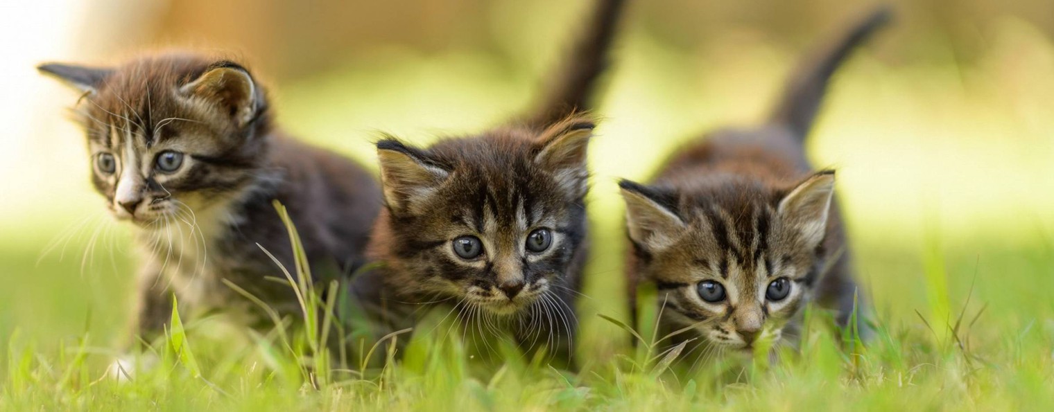 "Звездарики Чударики"