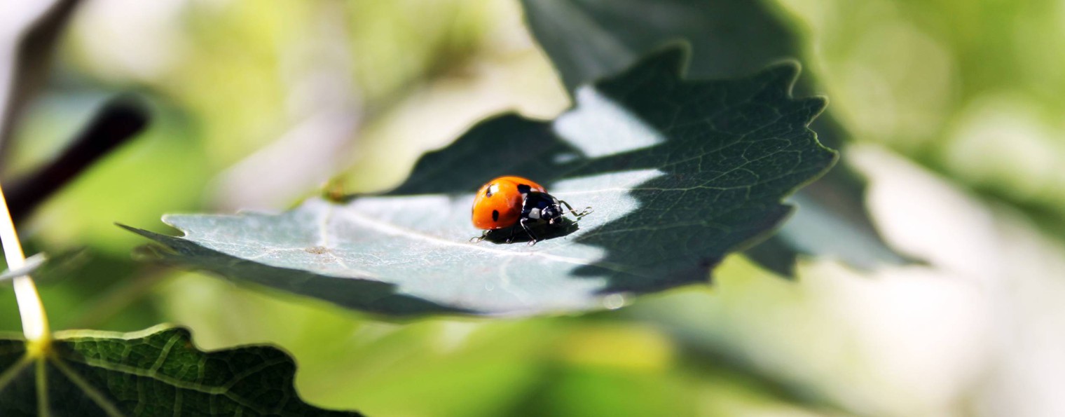 Магический Алтарь у Маглены