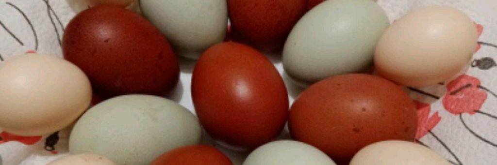 Пернатый Дозор