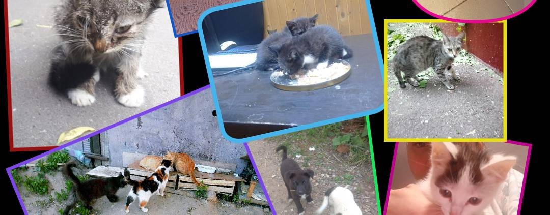 ФОНД ПОМОЩИ БЕЗДОМНЫМ ЖИВОТНЫМ "Домик БРИКА"