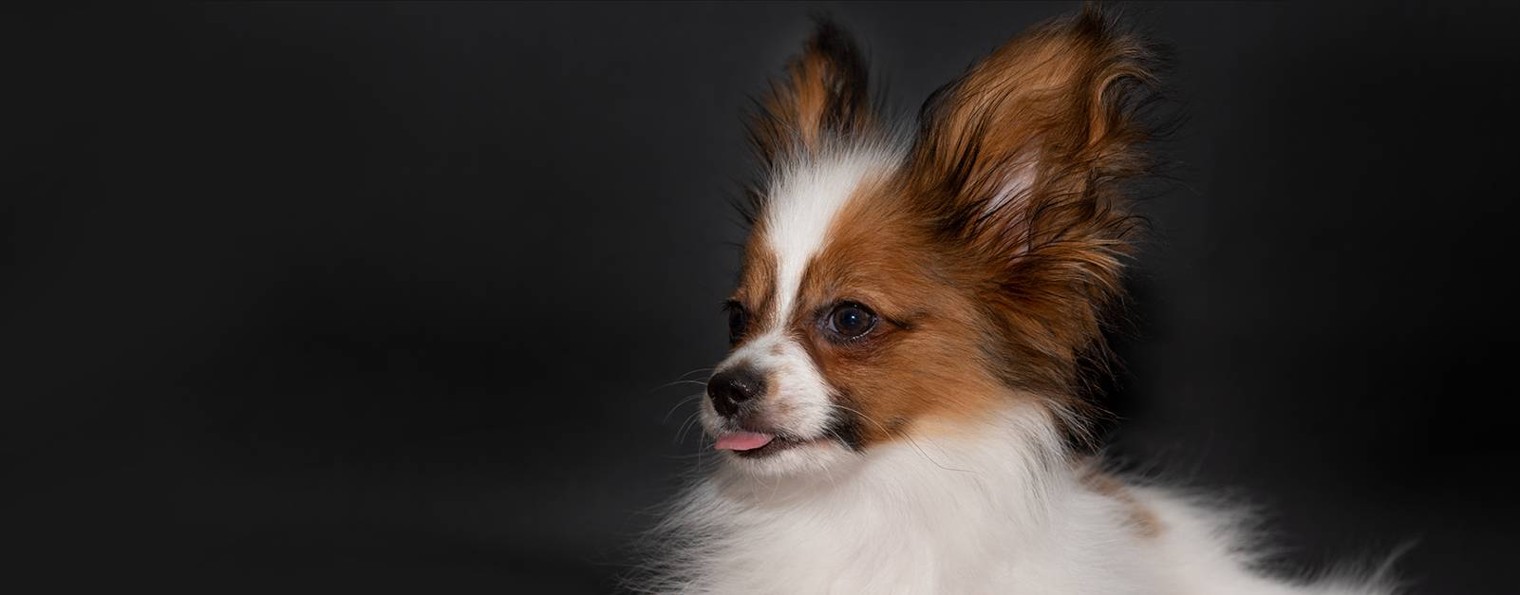 Папильон Алтай