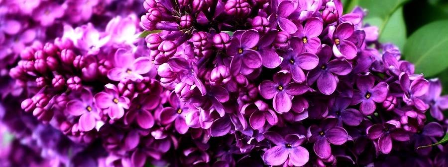 Зинаида Лобанова