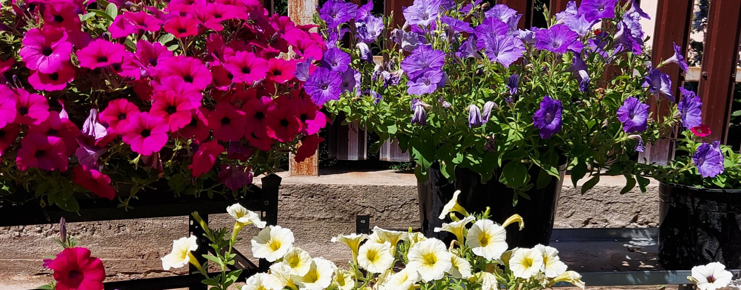 Цветочная лавка71