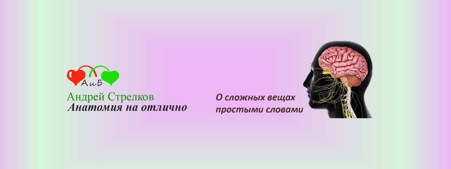 Андрей Стрелков - Анатомия на отлично