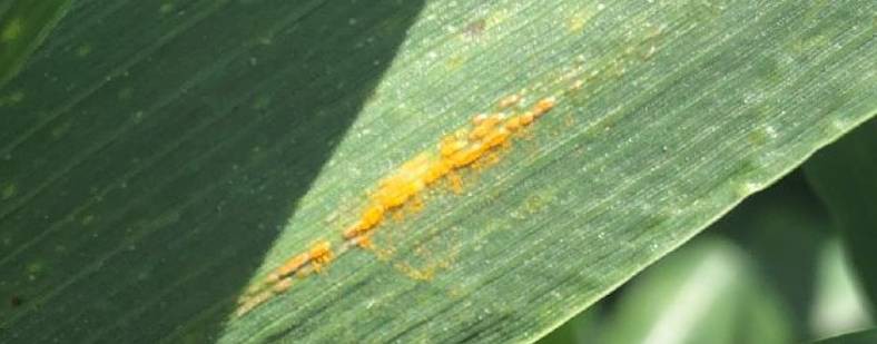 Агромаркет КПБАС