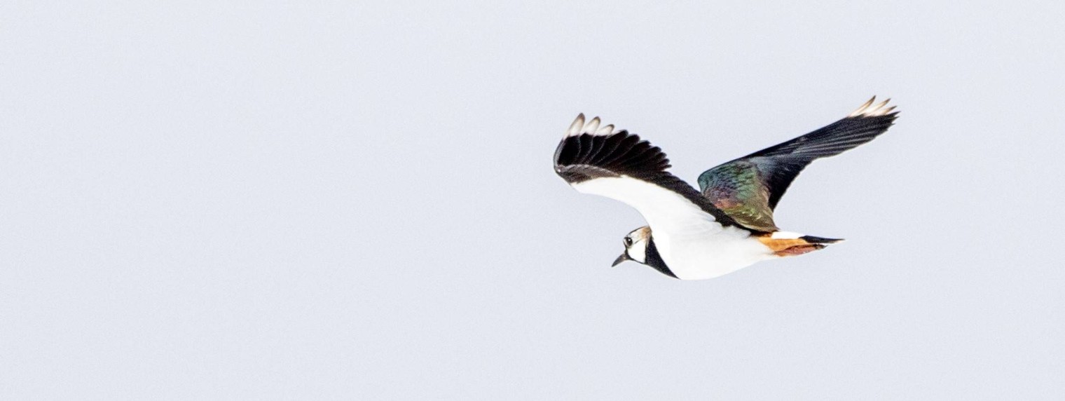 Природа Москвы