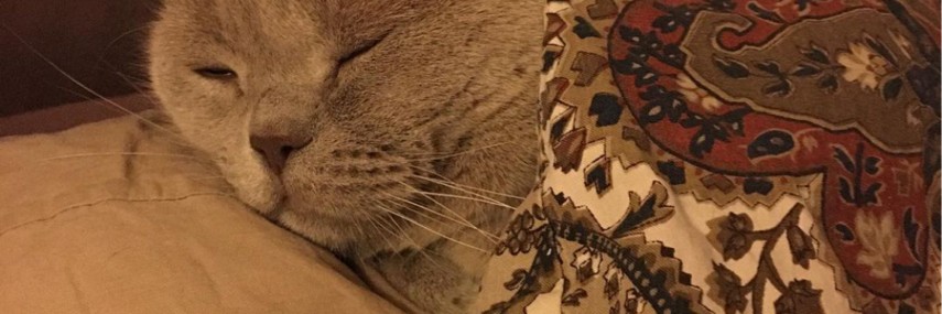 КотоДом «33Кота»